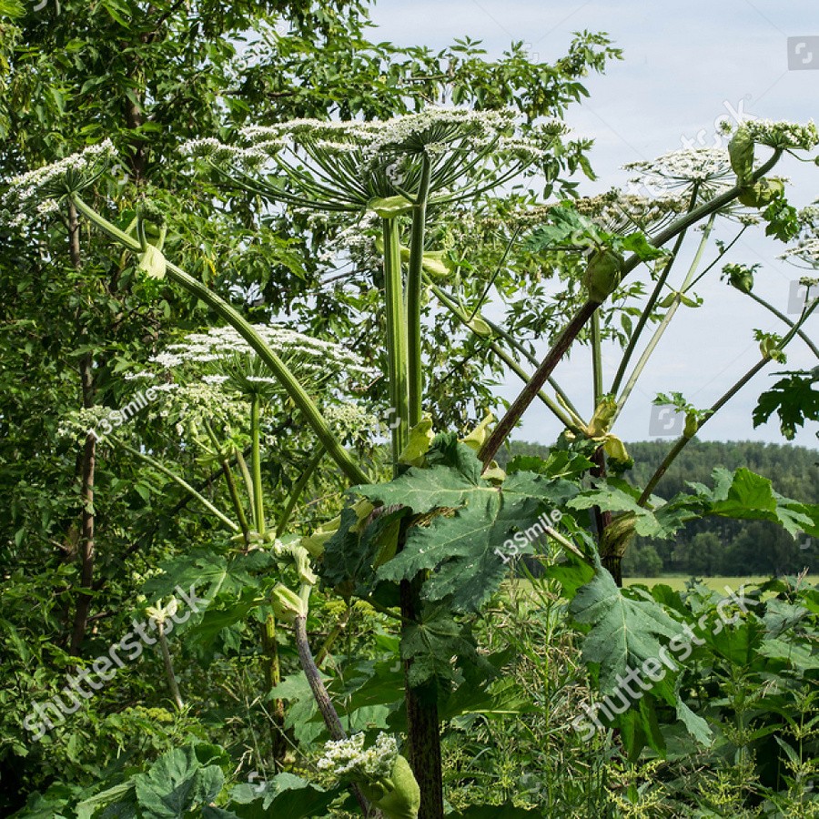 Giant Hogweed Control & Removal - Kustom Landscapes & Ecology