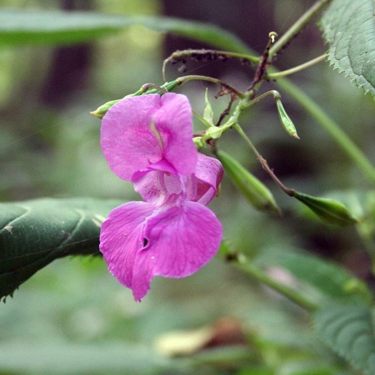 Himalayan Balsam Control & Removal - Kustom Landscapes & Ecology